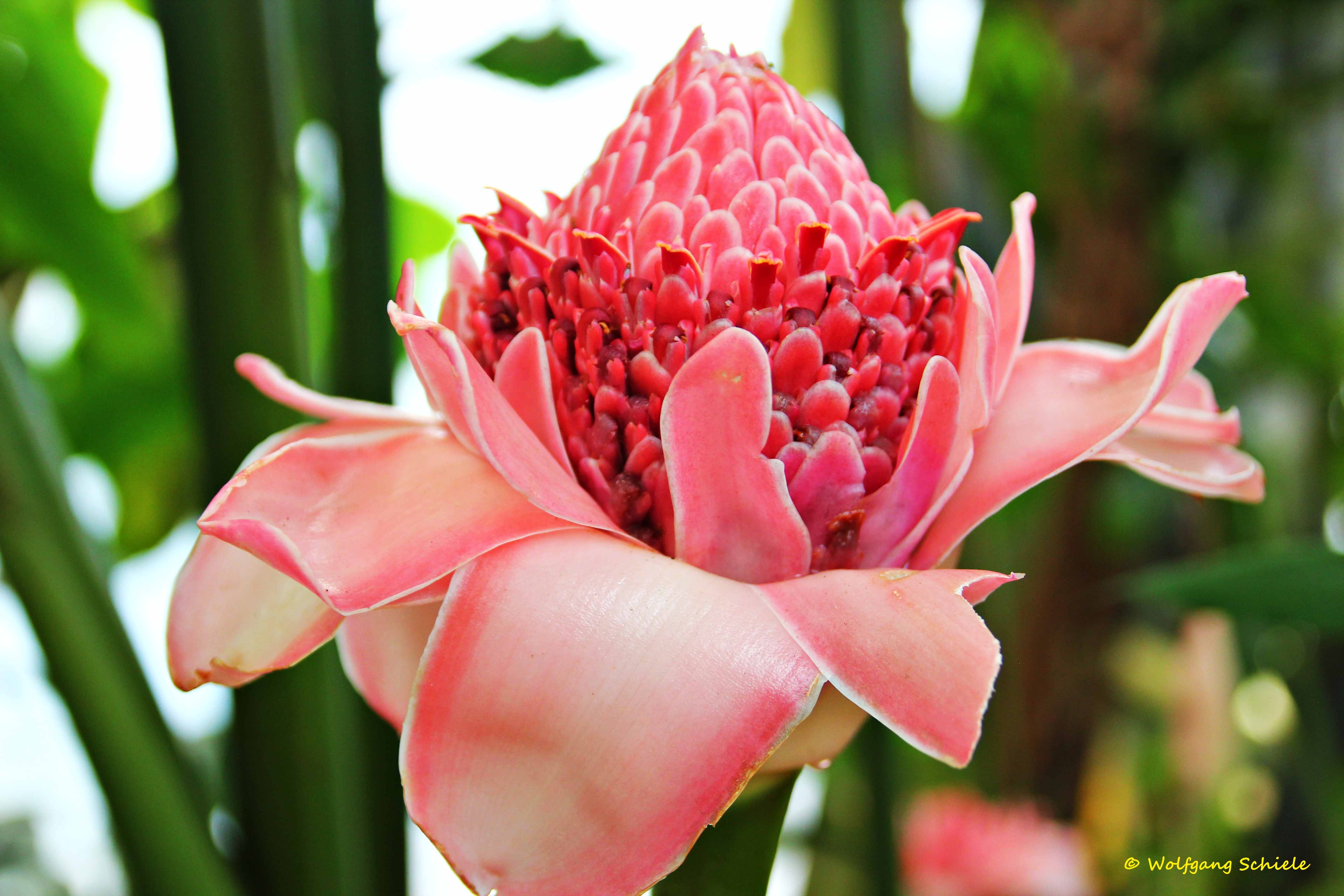 Faszination Flora – Farben, Formen und Facetten, Episode 7 – Späte Freiheit Ruhestand